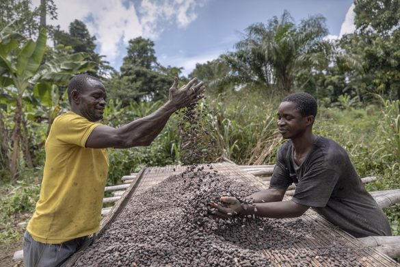 Fave di troppo – Rivista Africa